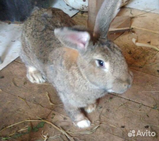Кролики крупные помесь породы "бельгийский фландр"