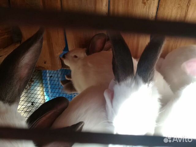 Кролики,утки