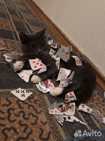 Гладкошёрстная кошка в добрые руки