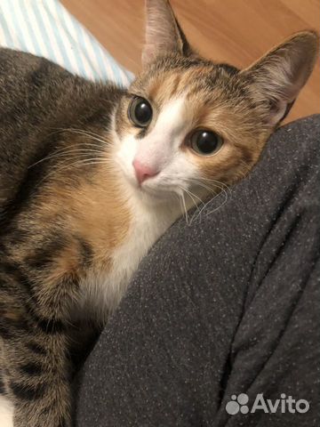 Кошка для случки
