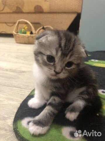 Шотландская