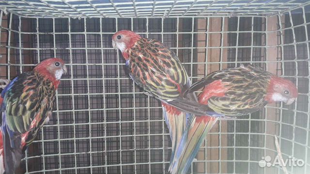 Попугай розелла