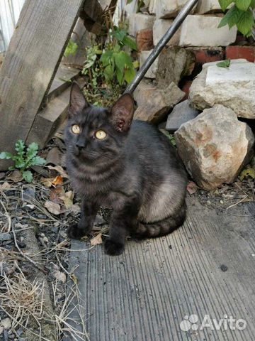 Котик в добрые руки