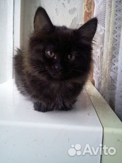 Котёнок девочка