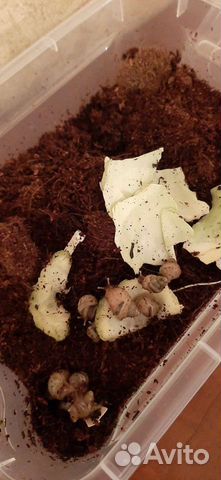 Ахатина улитка