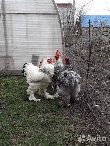 Петухи чистокровные молодые