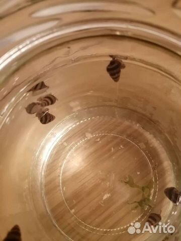 Улитки Хилены