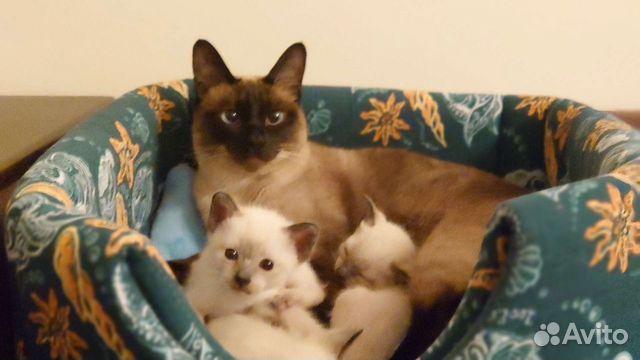 Котенок меконгский бобтейл