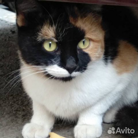 Кошка Серафима