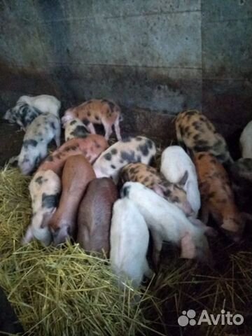 Продам поросят