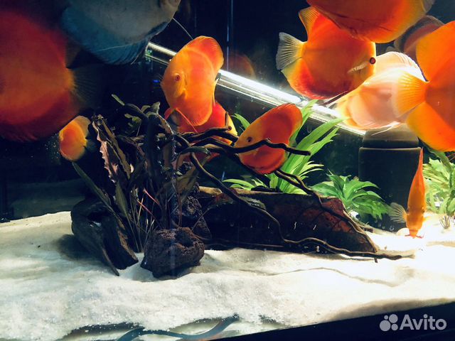 Дискусы альбино