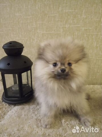 Щенок шпица