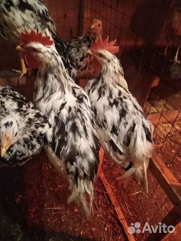 Леггорн-долматинец