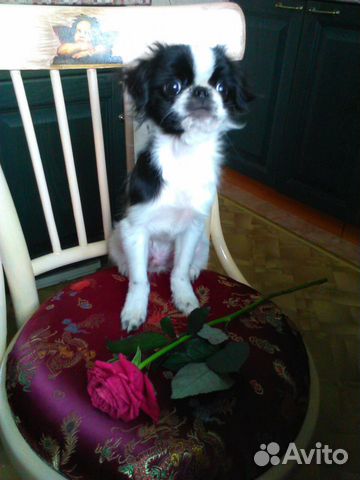 Японский хин