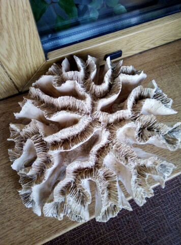 Кораллы морские