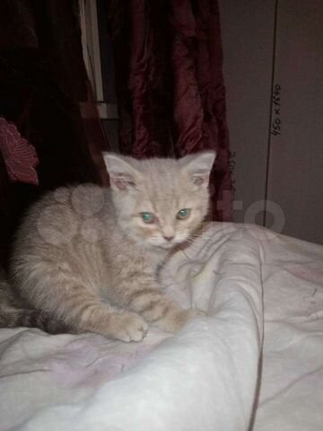 Британцы, мраморный лиловый и черный окрас