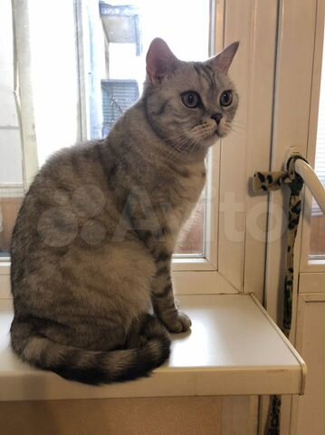 Шотландский кот