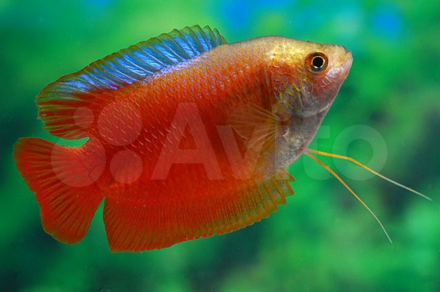 Рыбки лялиус красный