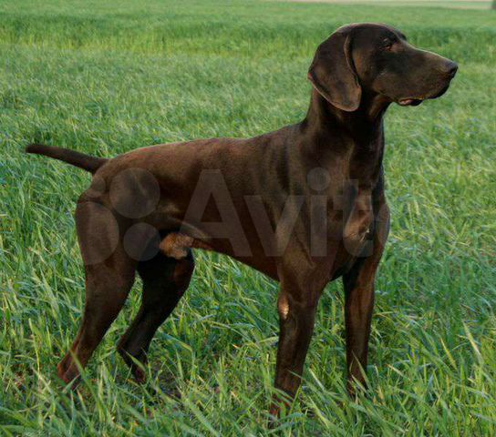 Курцхаар (Кобель для вязки)