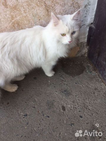 Кот или кошка в подъезде