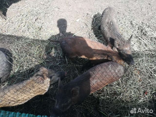 Дикий кабан