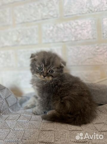 Шотландские котята