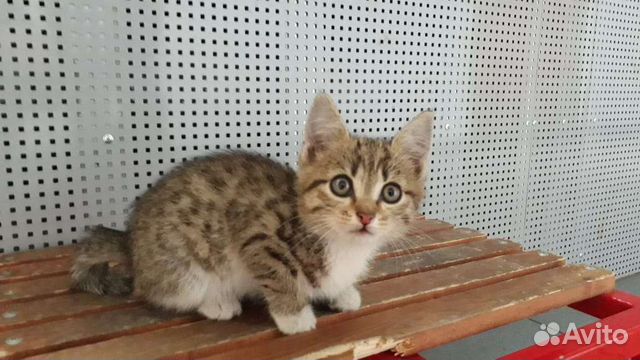 Котенок в добрые руки