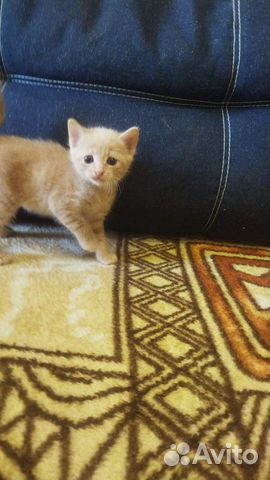 Рыжий котенок в добрые руки