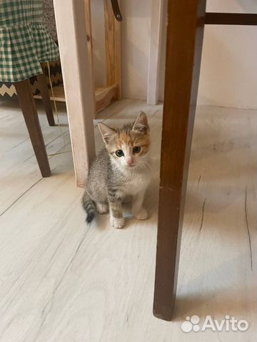 Котенок девочка