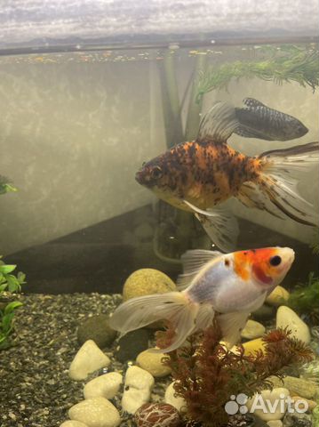 Золотая Рыба