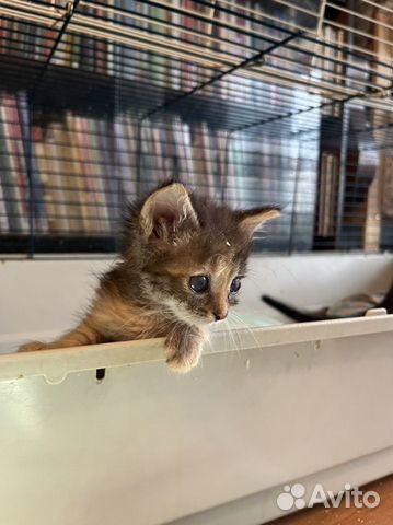 Спасенный котенок девочка