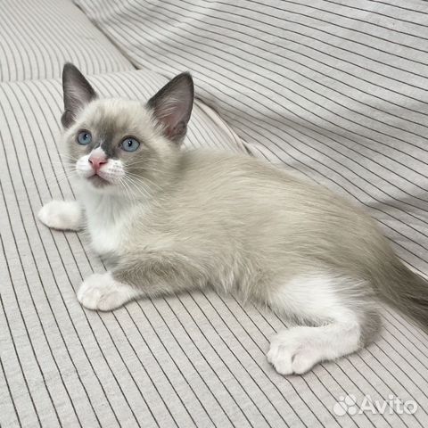 Котенок-метис рэгдолла