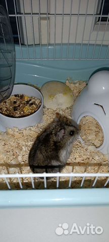 Джунгарский хомяк с клеткой