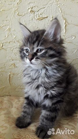 Котики Демид и Жуки