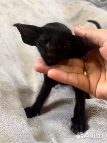 Ориентальные котята экстрим и современный тип