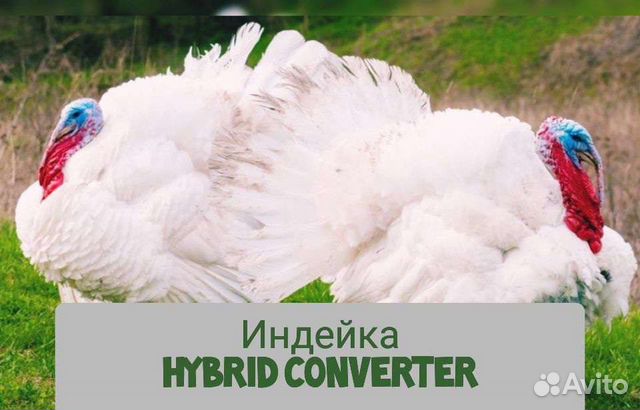 Индюшата Хайбрид конвертер Канада
