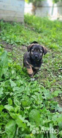 Щеночек ищет семью