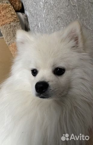 Немецкий белый шпиц