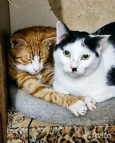 Котики ищут передержку за корм и дом