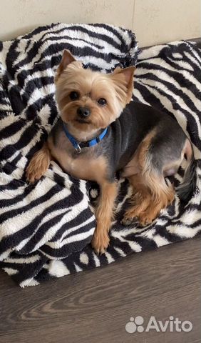 Вязка Йоркширский терьер