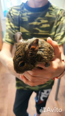 Дегу ласкушка