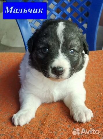 Щеночки в добрые руки