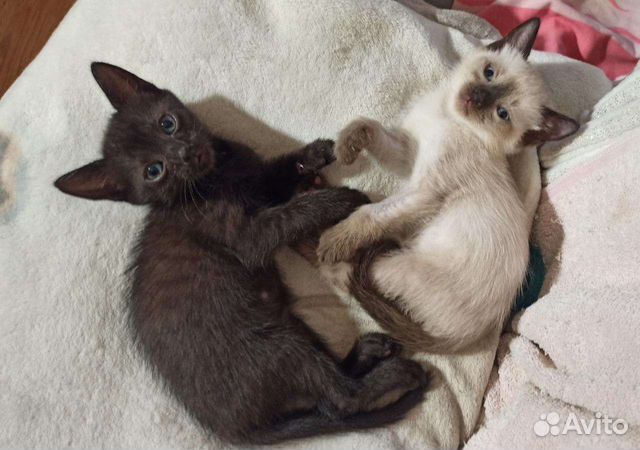 Две малышки ищут семью