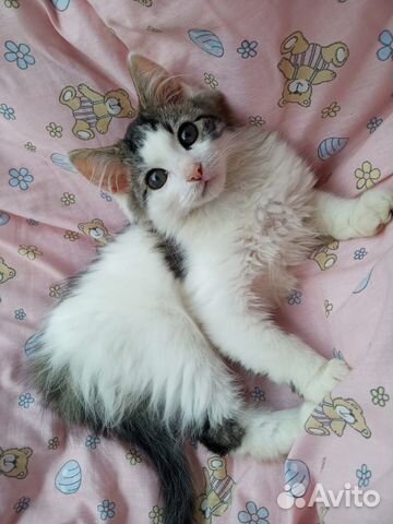 Красавица, умница и просто лапуля