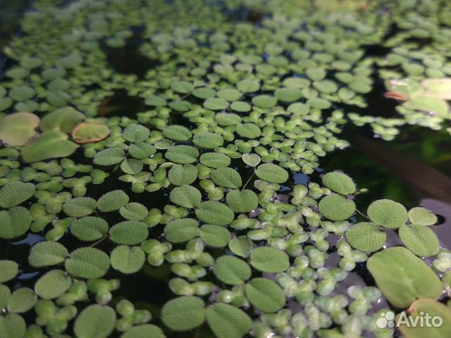 Растения филлантус сальвиния и ряска для аквариума