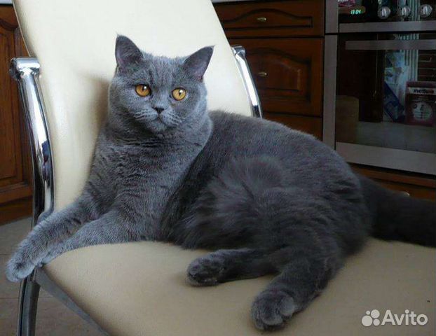 Британская