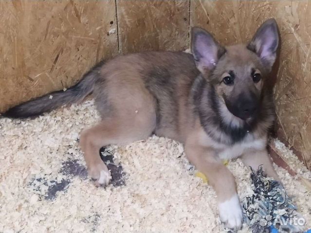 Щенок Маковка в добрые руки