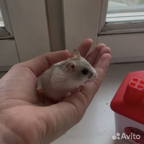 Хомяки джунгарики