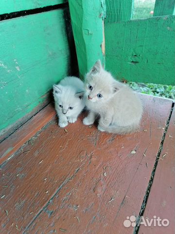 Продаю котят полукровки(британские)
