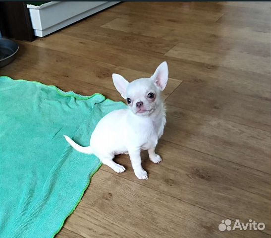 Чихуахуа мини девочка